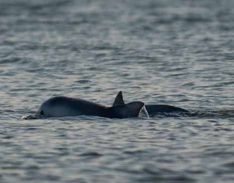 Dolphins, Sunsets, Noctural Frogs Searches and Carnival!! An ...